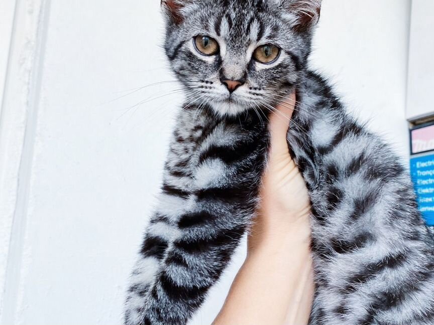 Ласковая серая красавица котёнок 3,5 мес