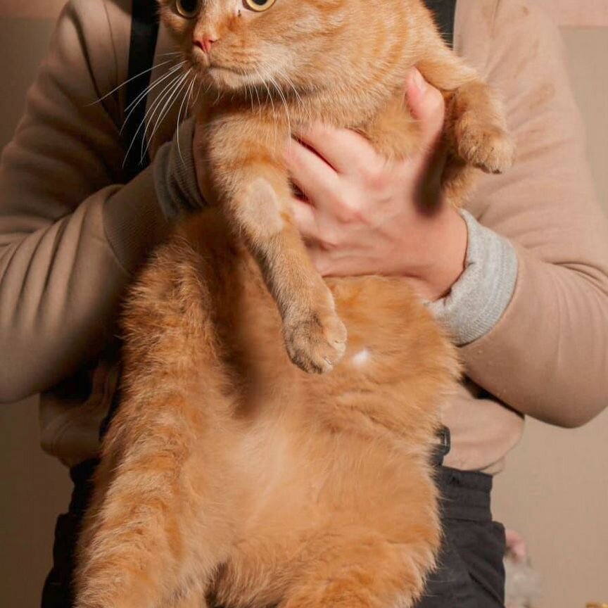 Котик Каспер ищет дом