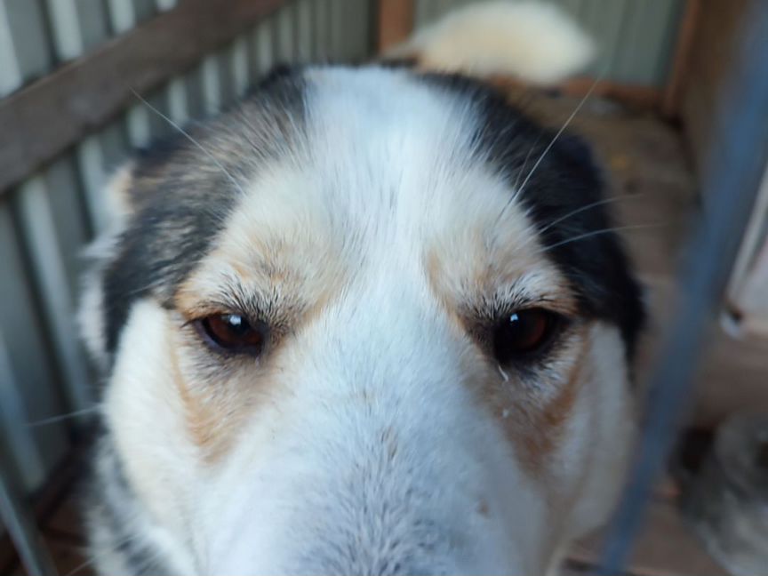 Собака ищет дом