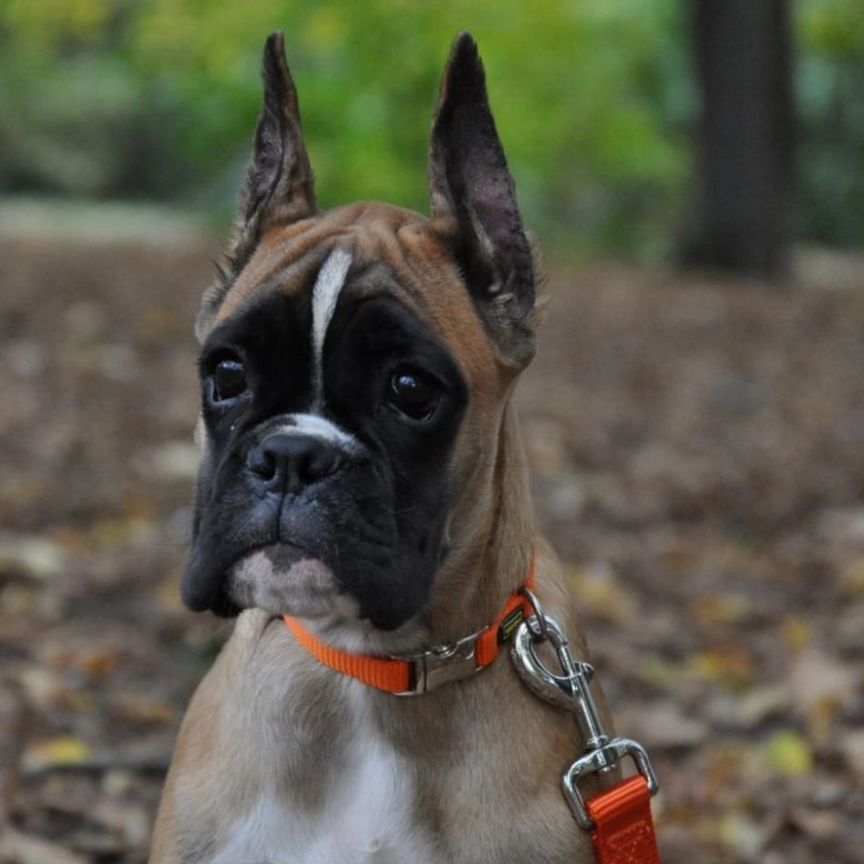 Щенки боксера