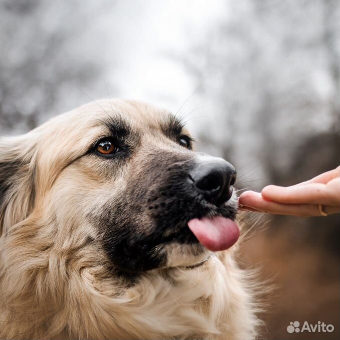 Собака леди ищет дом