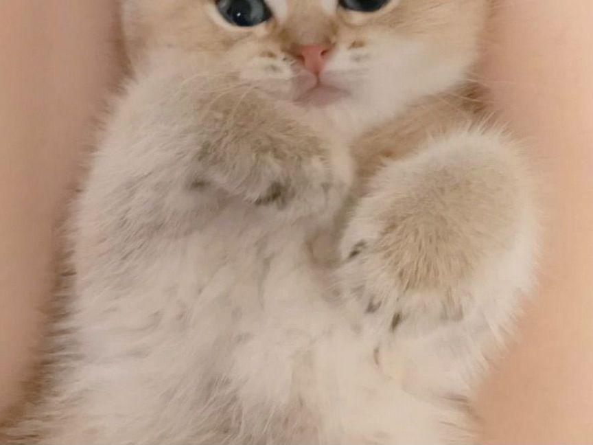 Котята Золотая Шиншилла