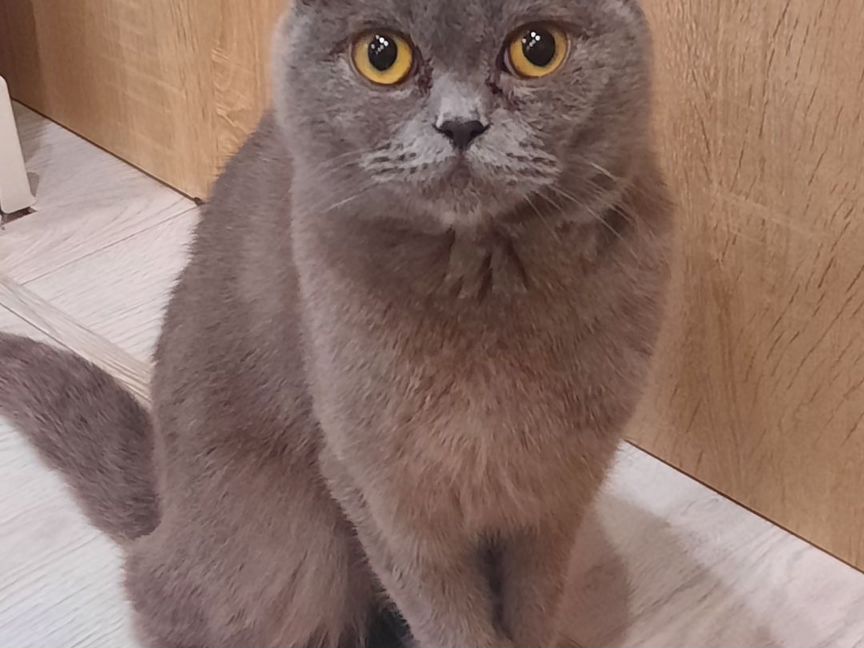 Шотландская вислоухая кошка бесплатно