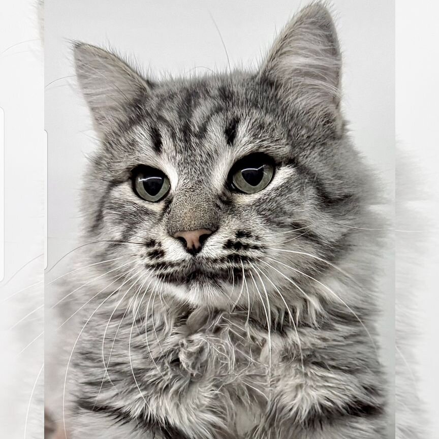 Сибирский котёнок