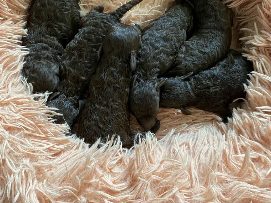 Щенки той пуделя