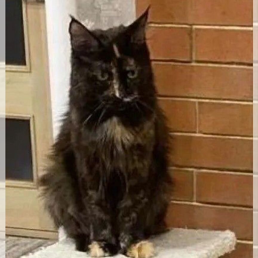 Мейн-кун найдена на улице