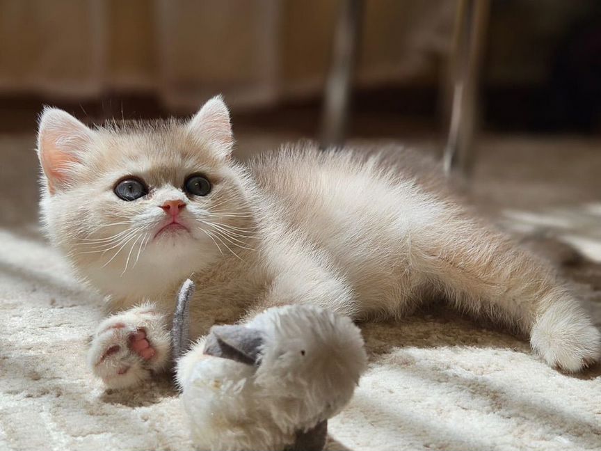 Британская золотая шиншилла (голубое золото)