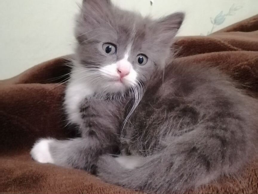 Котята в добрые руки бесплатно