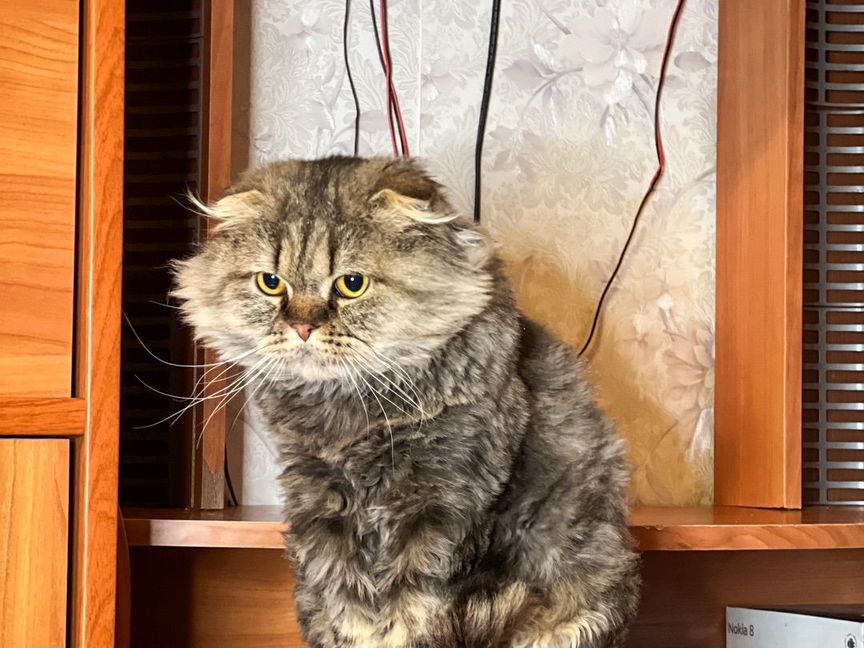 Сибирская метис с шотландской