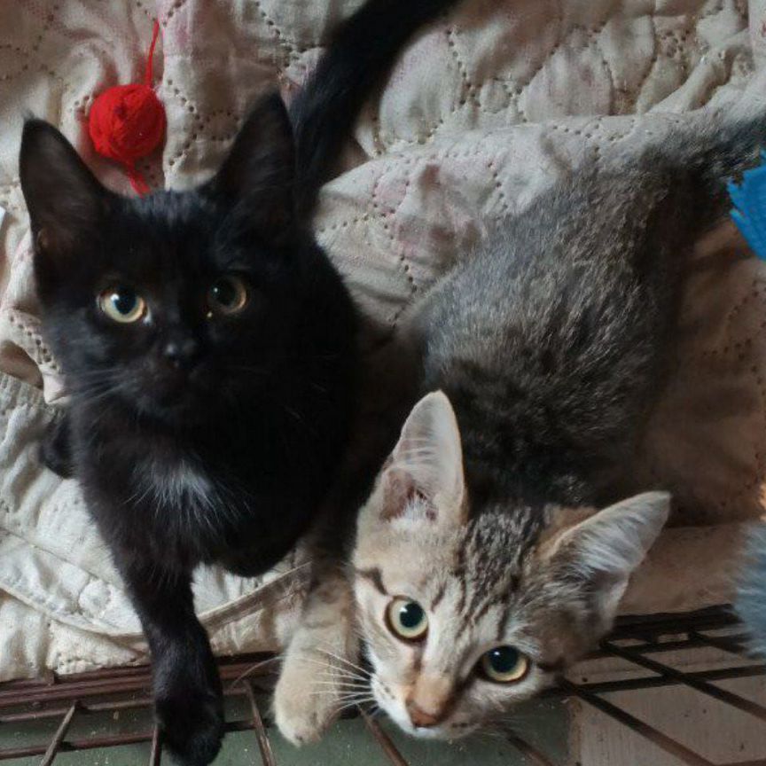 Киськи-мурыськи