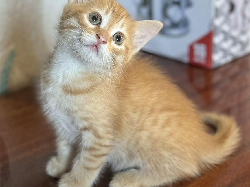 Кошка
