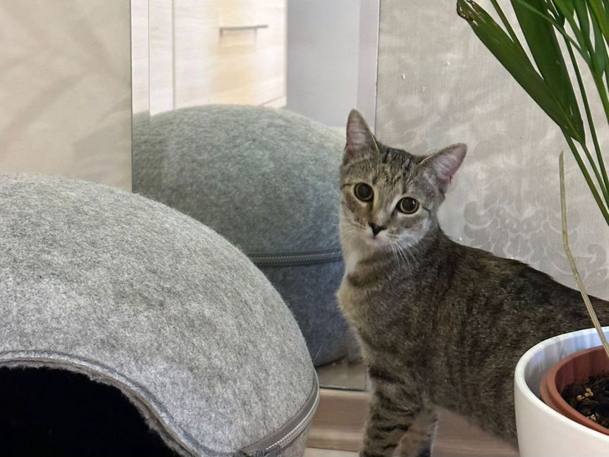 Грациозная кошечка Грейс