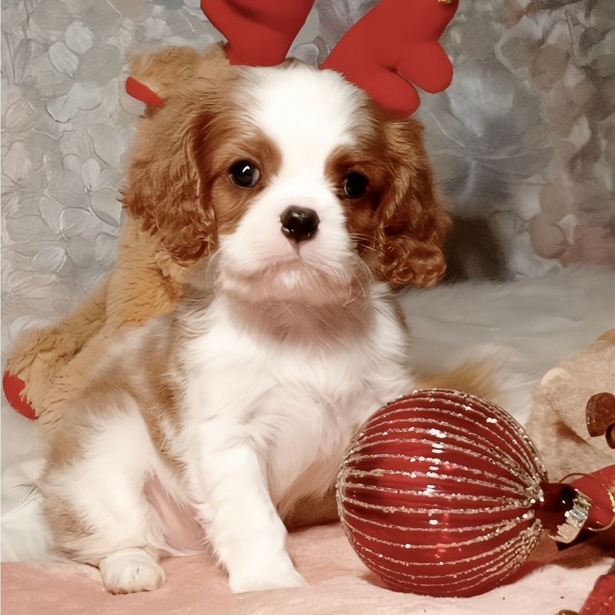 Кавалер кинг-чарльз-спаниель, щенок