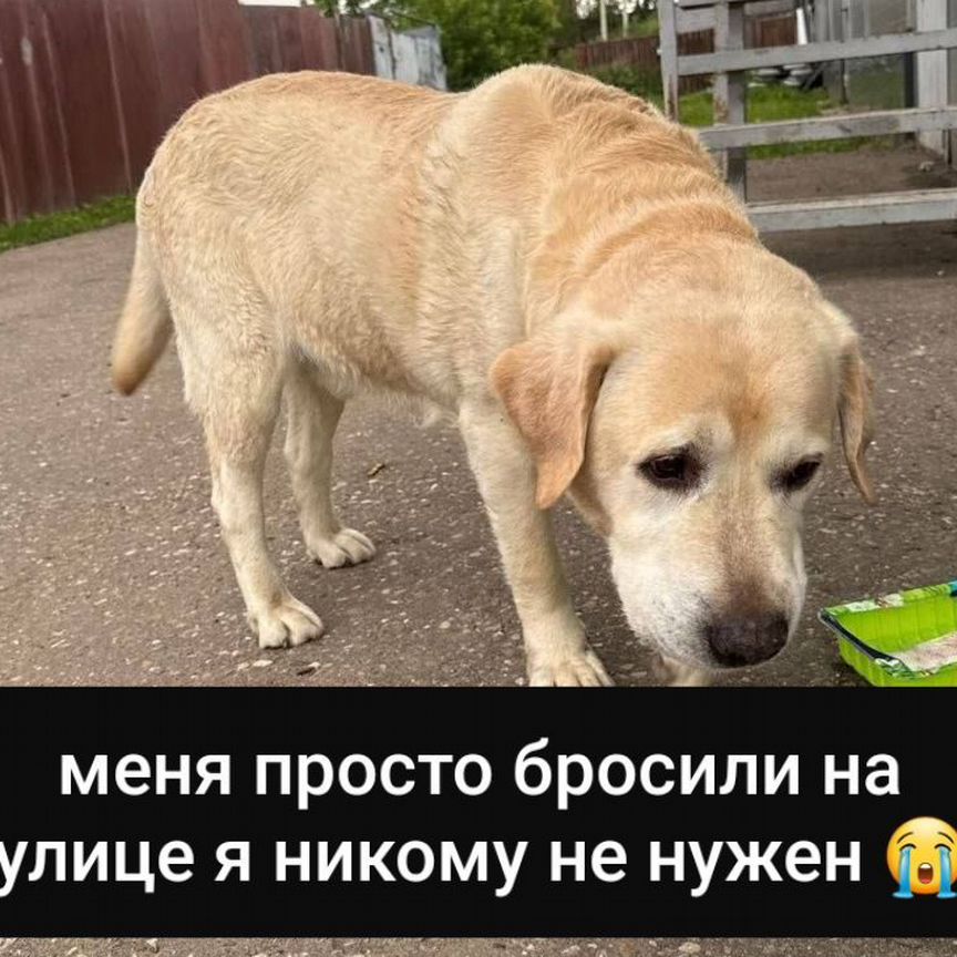 Взрослый пёс в добрые руки