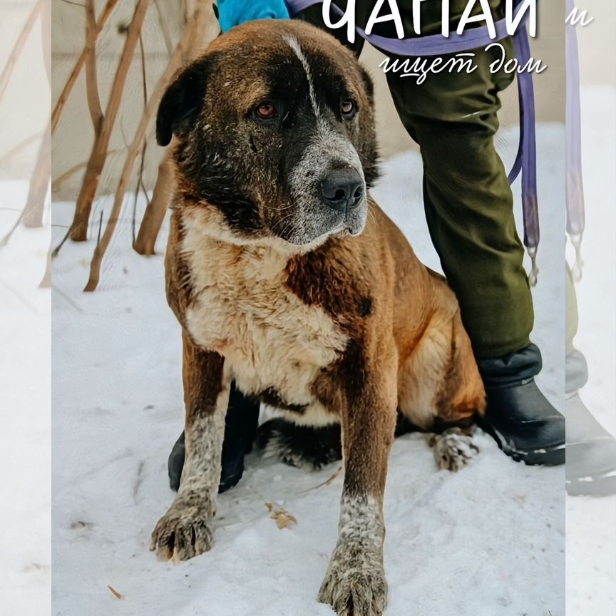 Взрослый пёс в добрые руки