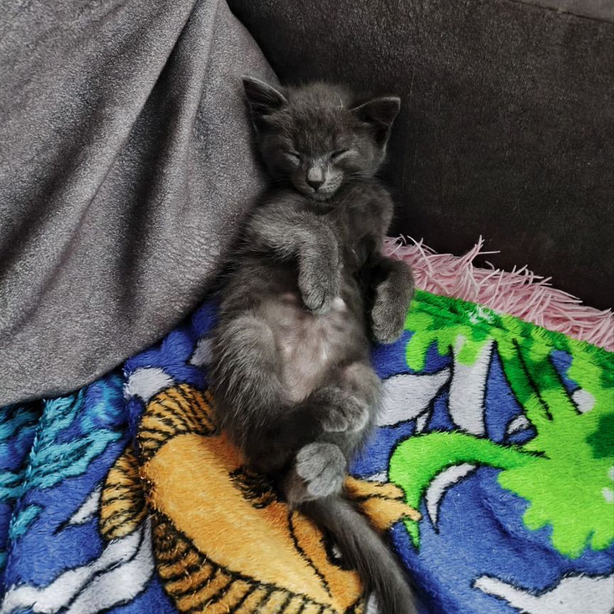 Отдам котëнка в добрые руки