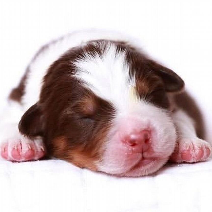 Австралийская овчарка, щенок