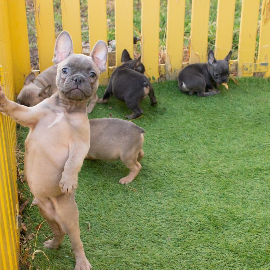 Французский бульдог щенки