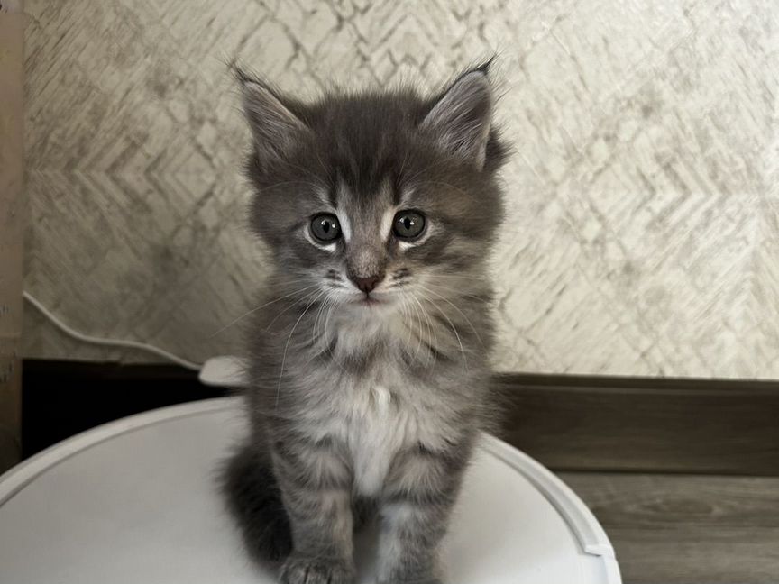 Котята мейн-кун
