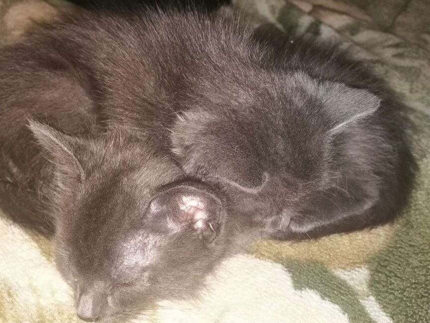 Очаровательные котята в добрые руки бесплатно