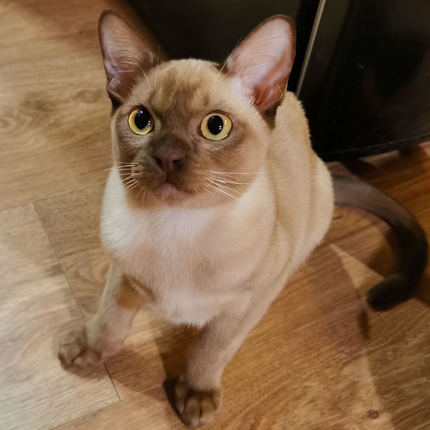 Котёнок от частного владельца