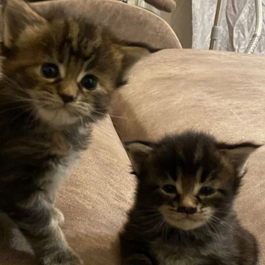 Котята мейн-кун