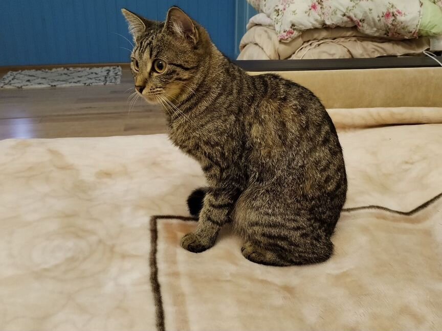 Кошка. 11 месяцев