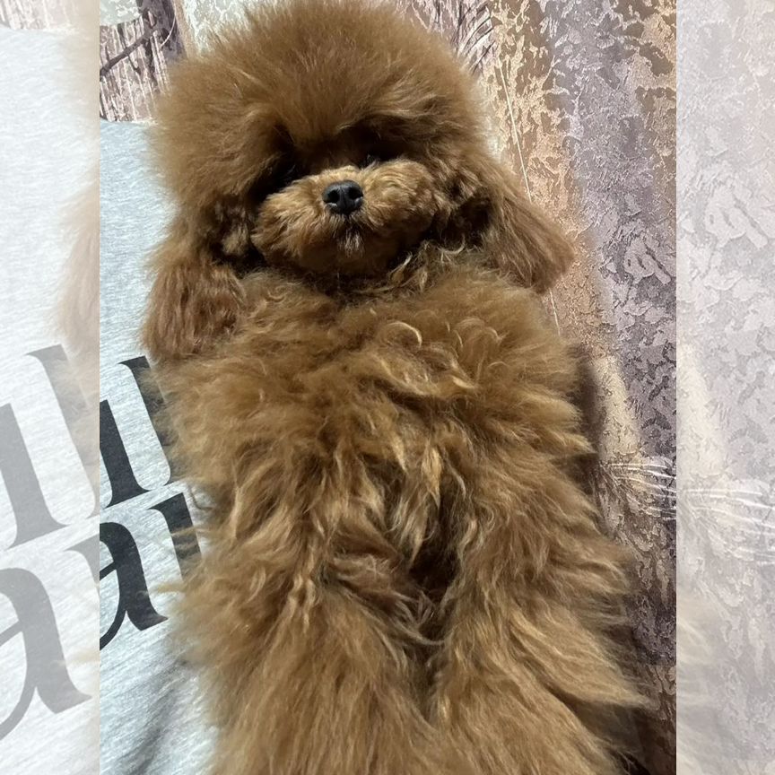 Той-пудель, щенок