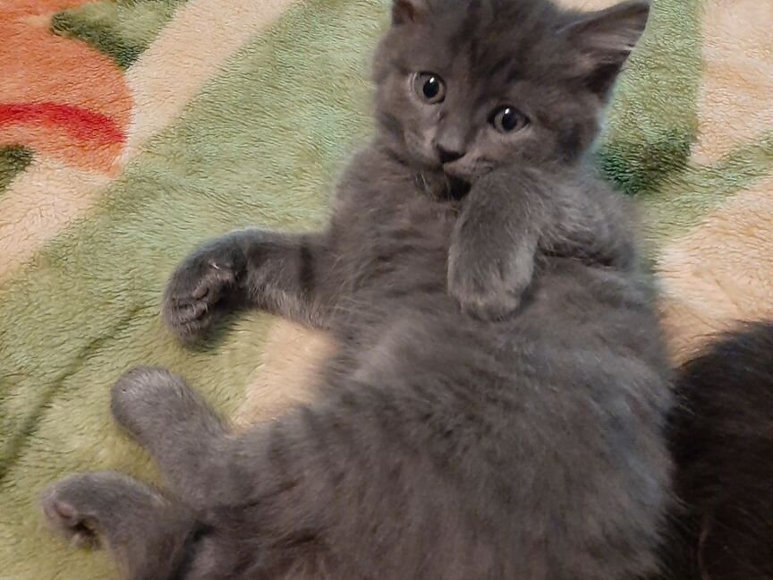 Котята