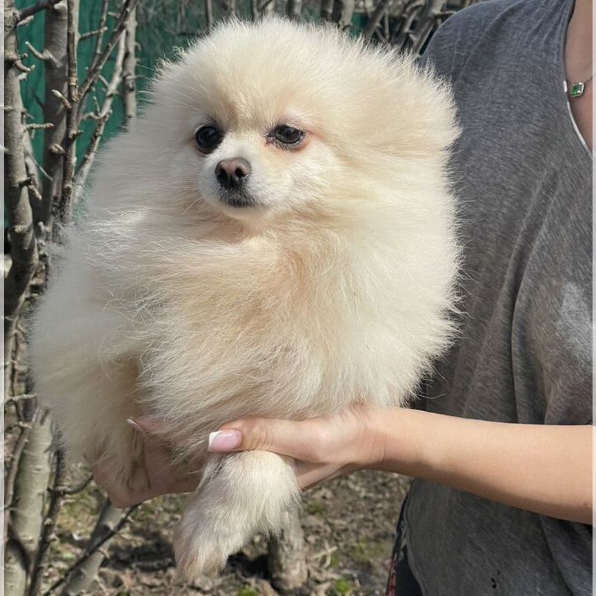 Померанский шпиц взрослая девочка