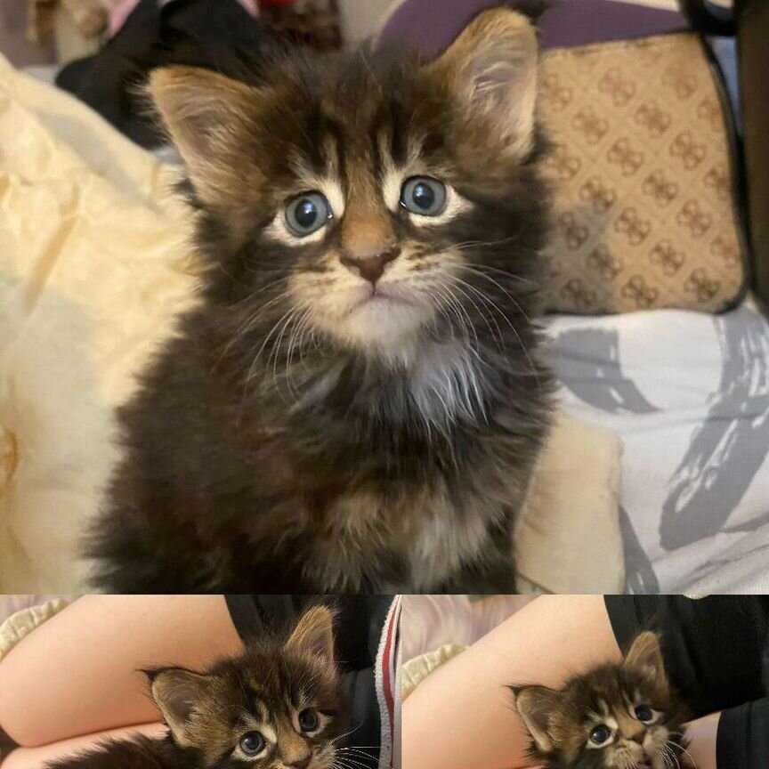 Продам котенка