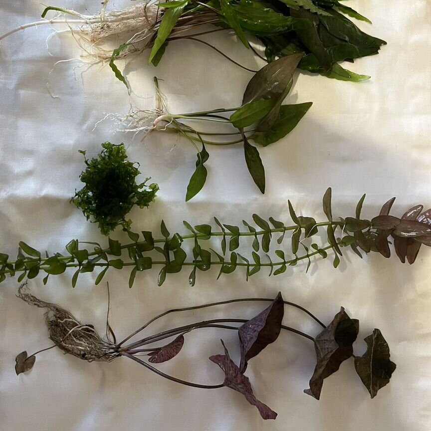 Аквариумные растения прополка