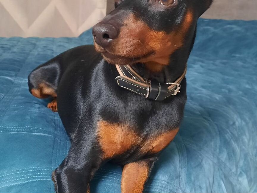 Вязка цвергпинчер