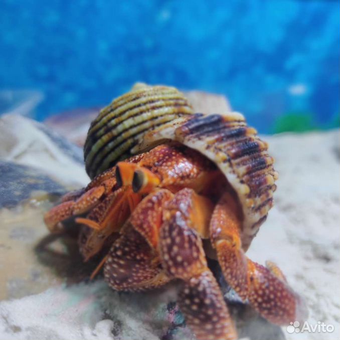 Рак отшельник земляничный(C. perlatus)