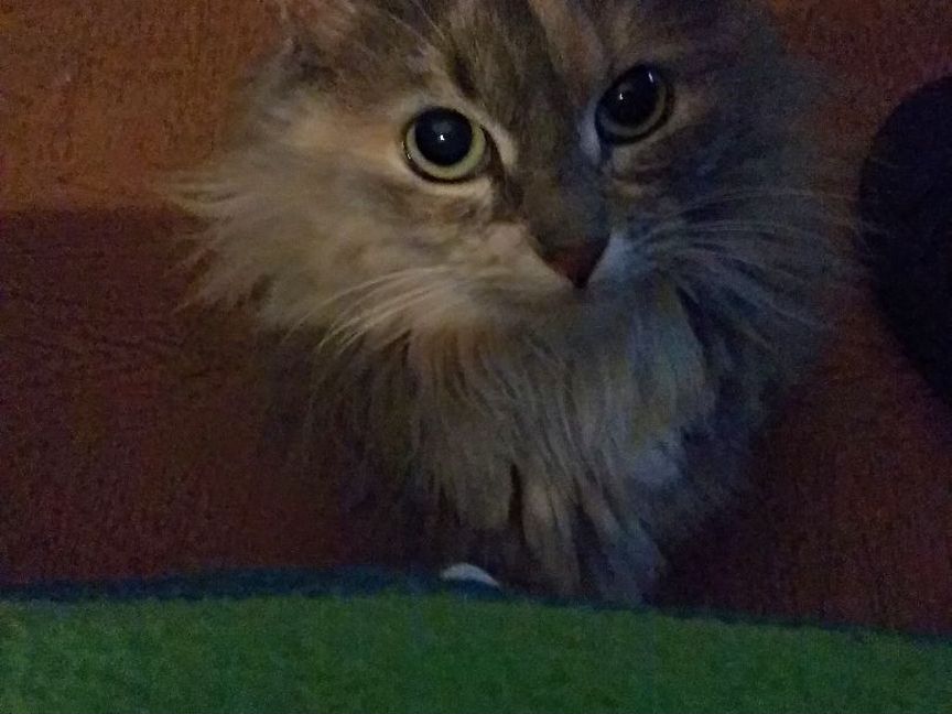Собака и кошка два друга с детства