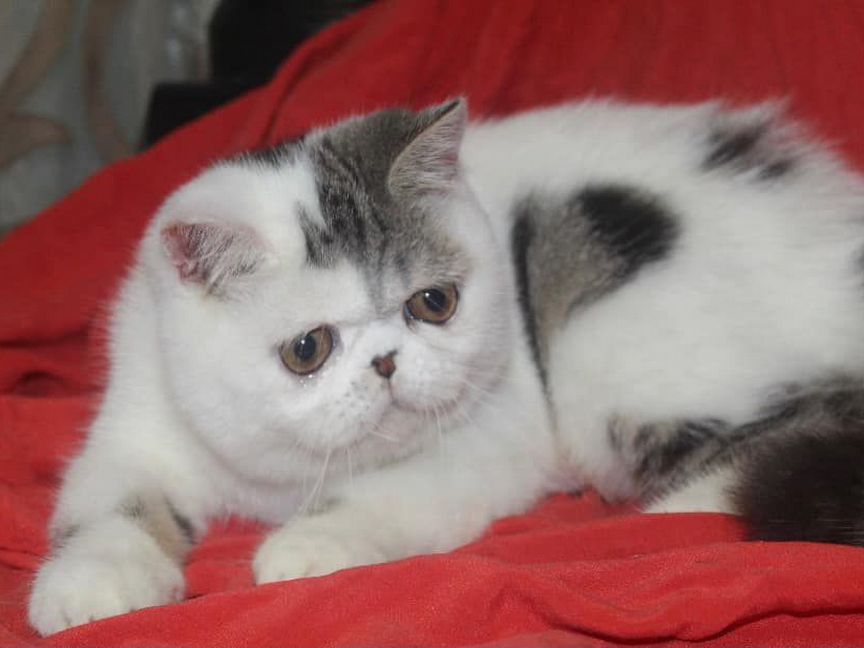 Экзотический котик