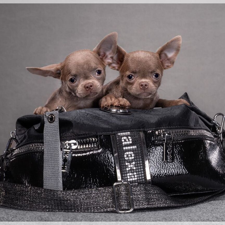 Лиловые красотки чихуахуа