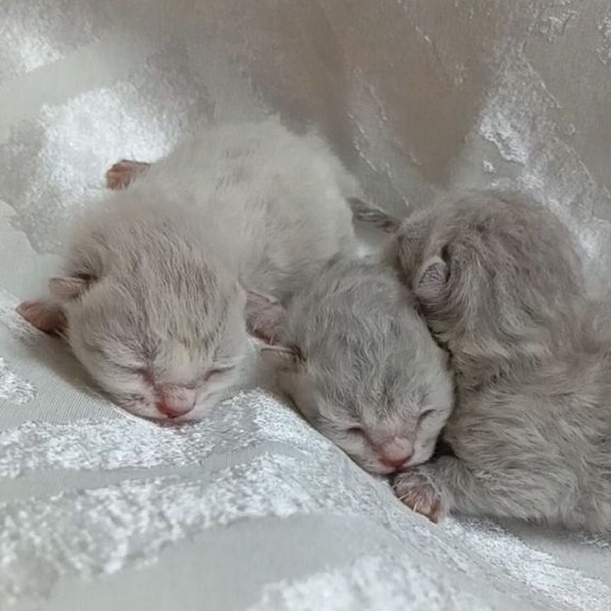 Манчкин котёнок