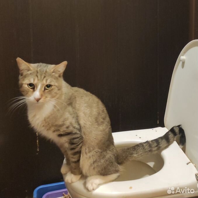 Умный котик приученный к унитазу