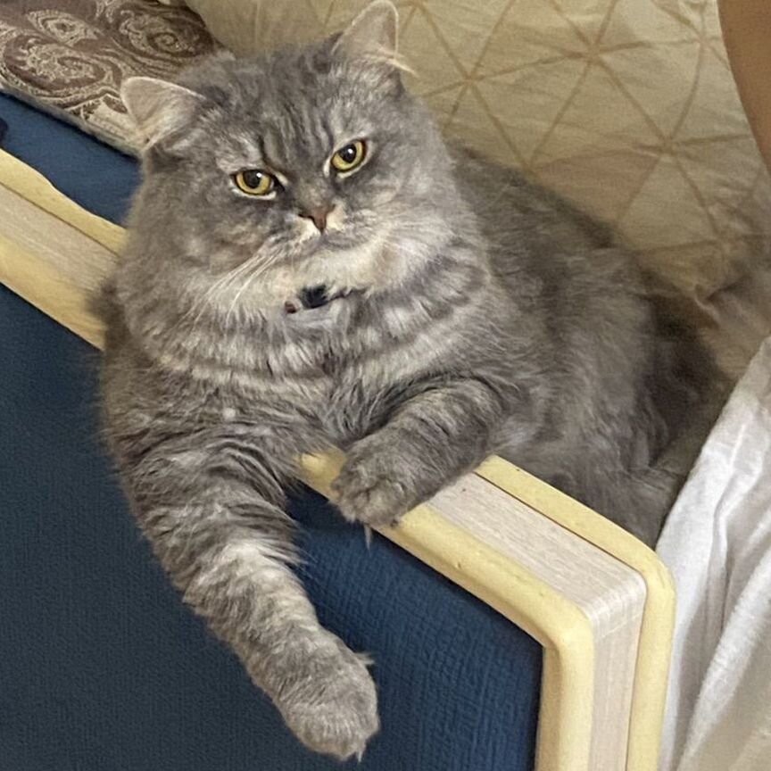 Шотландская прямоухая длинношёрстная кошка, взрослая