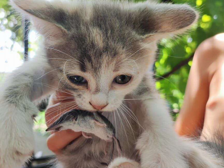 Котята-мышеловы