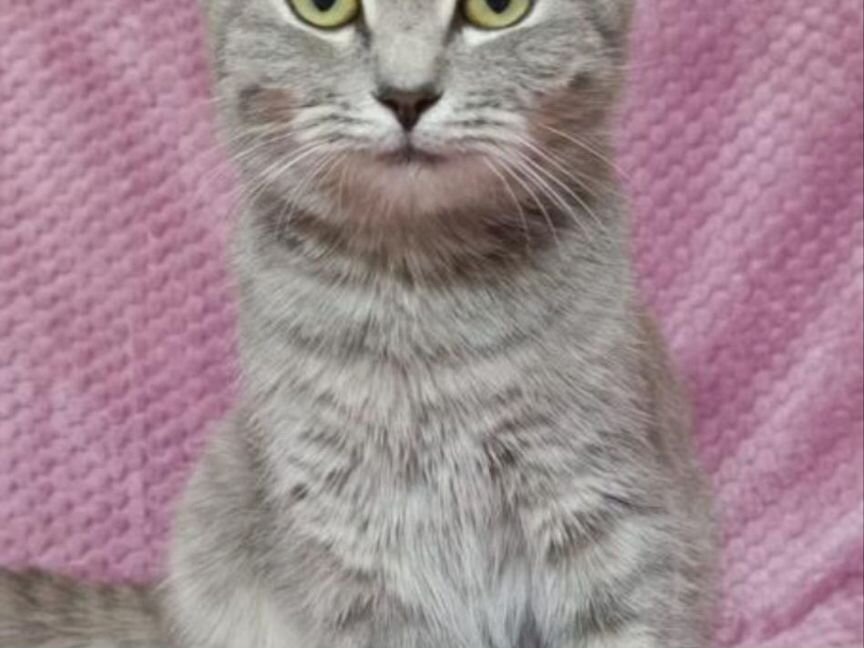 Красивый котенок