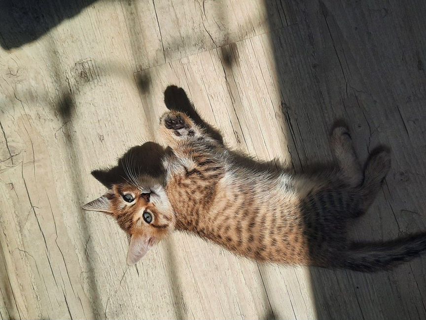 Добрые и ласковые котята