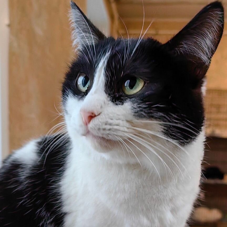 Я знаю, что вы пройдёте мимо этой кошки