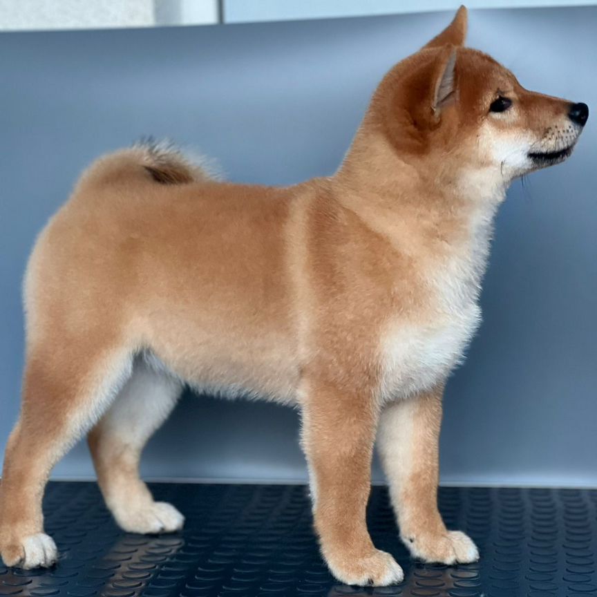 Щенки сиба ину