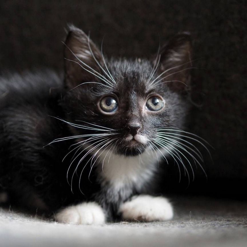 Котенок девочка