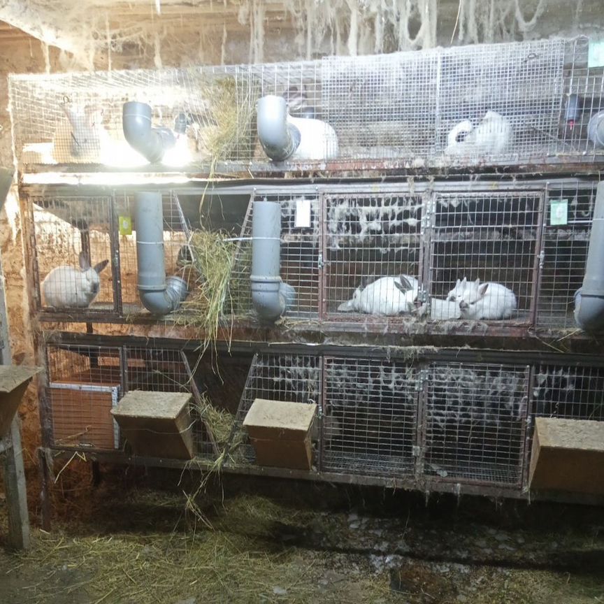 Продам клетки для кроликов