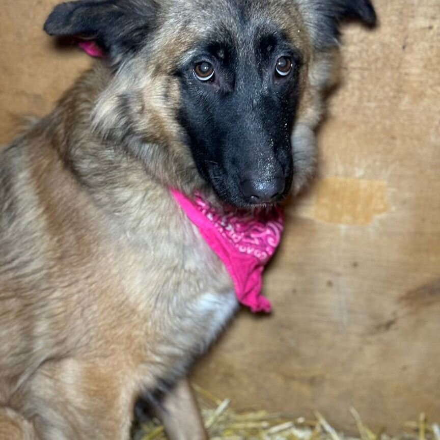 Сэнди не виновата что родилась непородистой