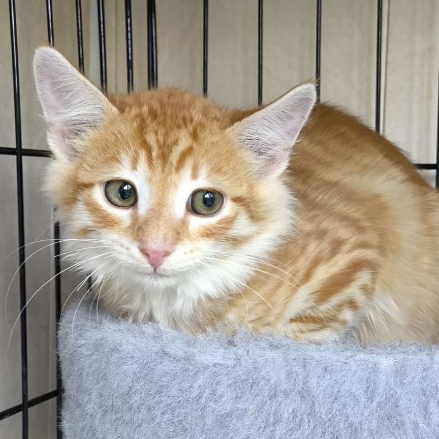 Котенок мальчик в добрые руки