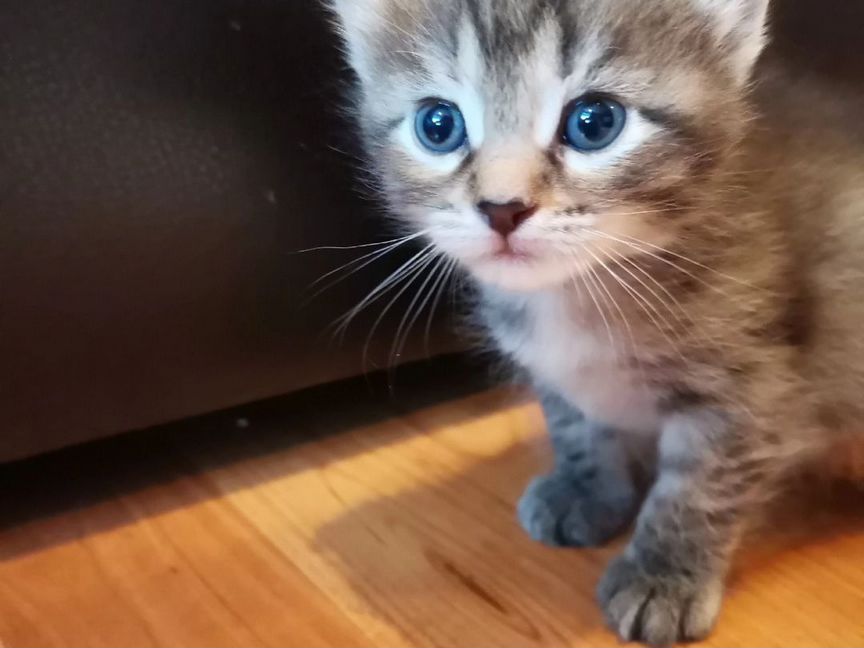 Котята